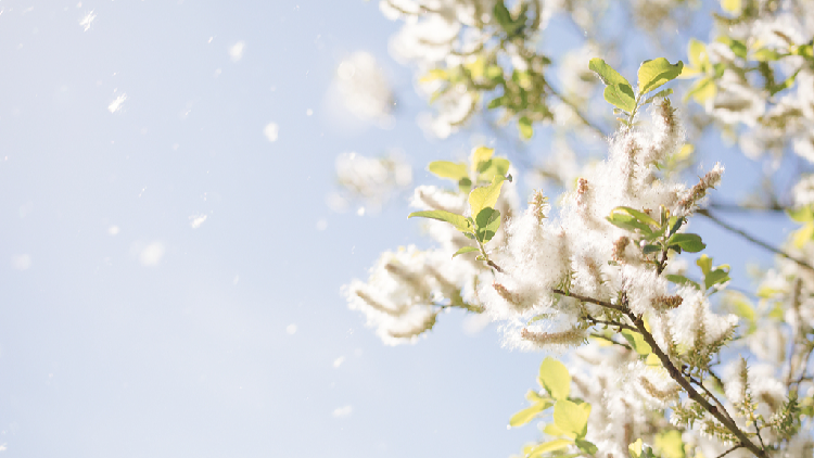 Beijing city enters downy catkin season - CGTN