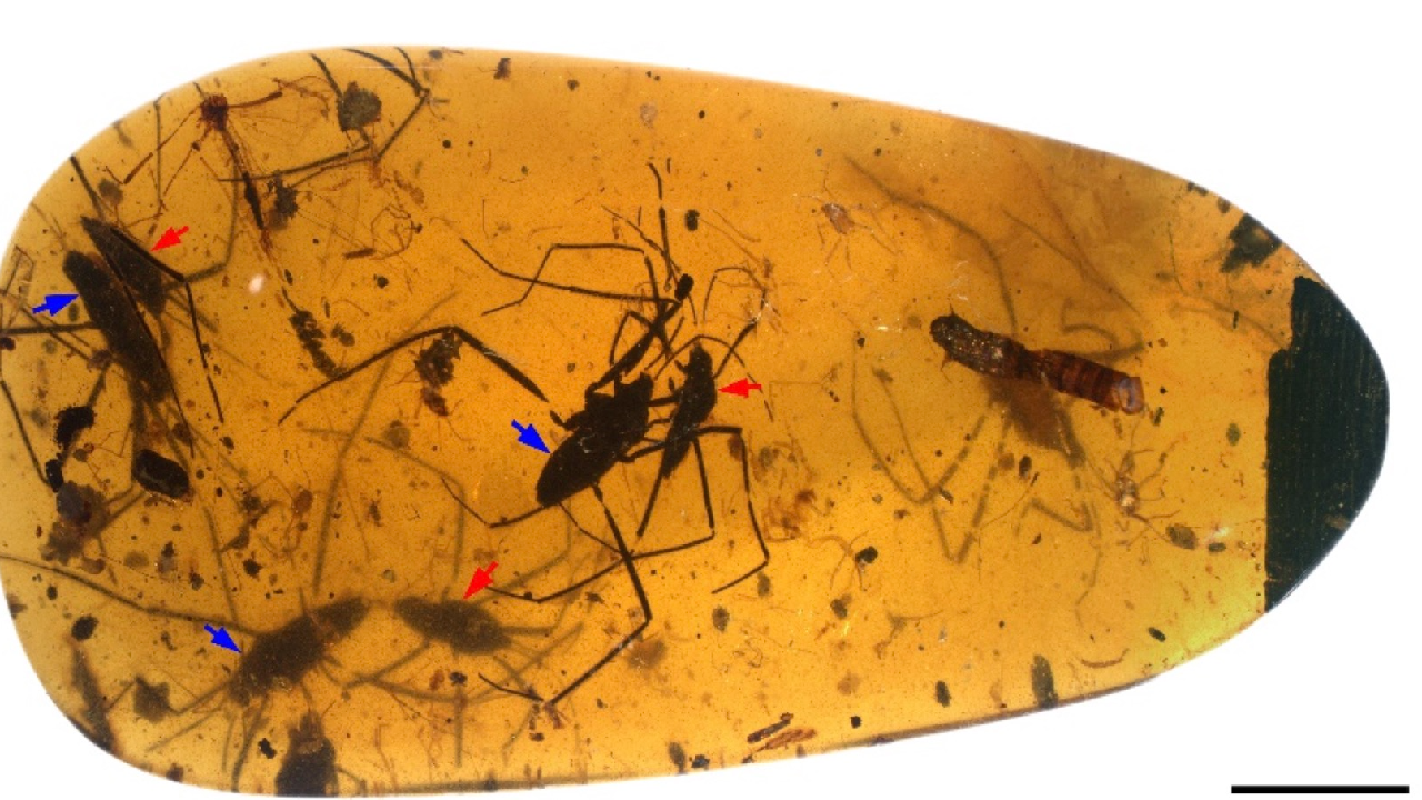 Chinese researchers reveal mating dynamics of ancient insects in amber ...