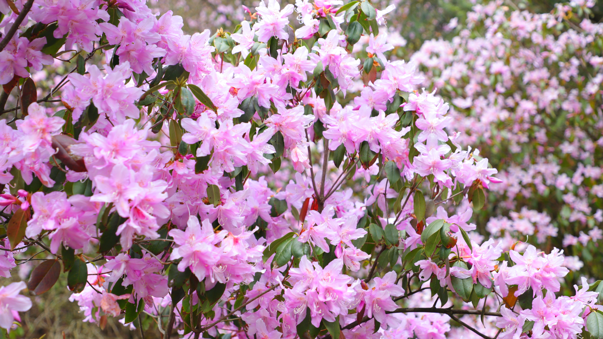 Wild azaleas blossom on Mount Fanjing - CGTN