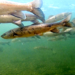 Chinese scientists safeguard rare carp in source of Yangtze - CGTN