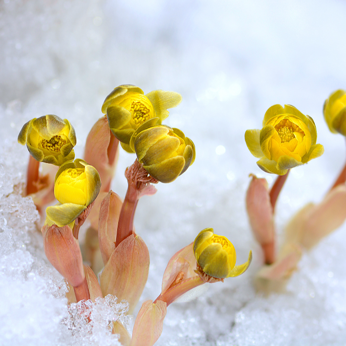 Meet the 'sunflower' that blooms in ice and snow - CGTN