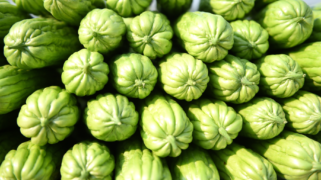 Bitter gourd harvest begins in Hainan - CGTN