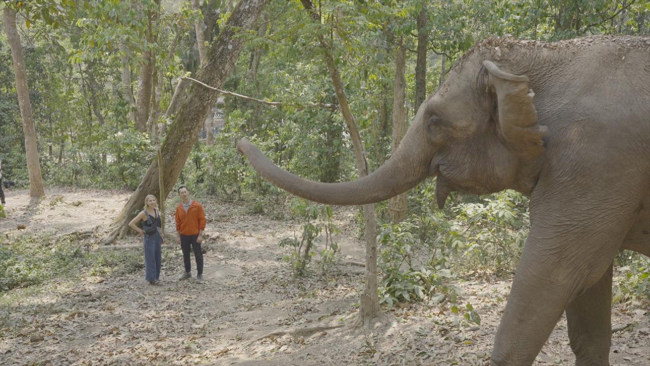 Meet the elephants of Xishuangbanna - CGTN