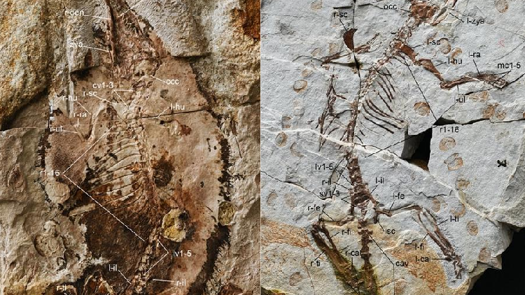 Ursidae Evolution Siberia - Wikipedia