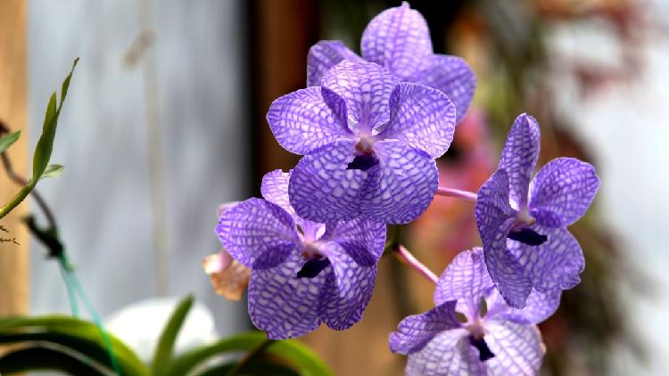 Enjoy the spring season with orchids - CGTN