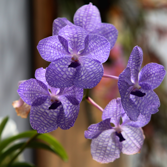 Enjoy the spring season with orchids - CGTN