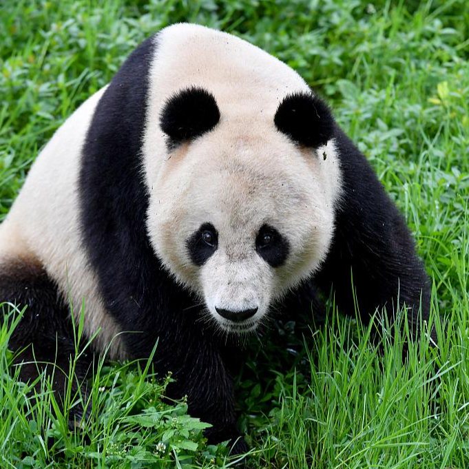 San Francisco's mayor looks forward to bringing back pandas from China ...
