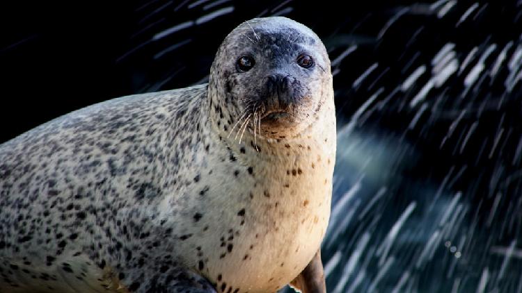 10 spotted seals released into ocean off NE China city - CGTN