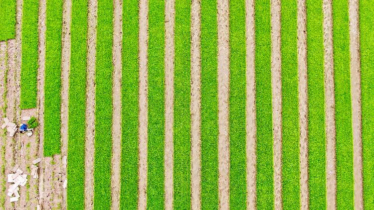 Explore traditional customs and practices during Grain Rain - CGTN