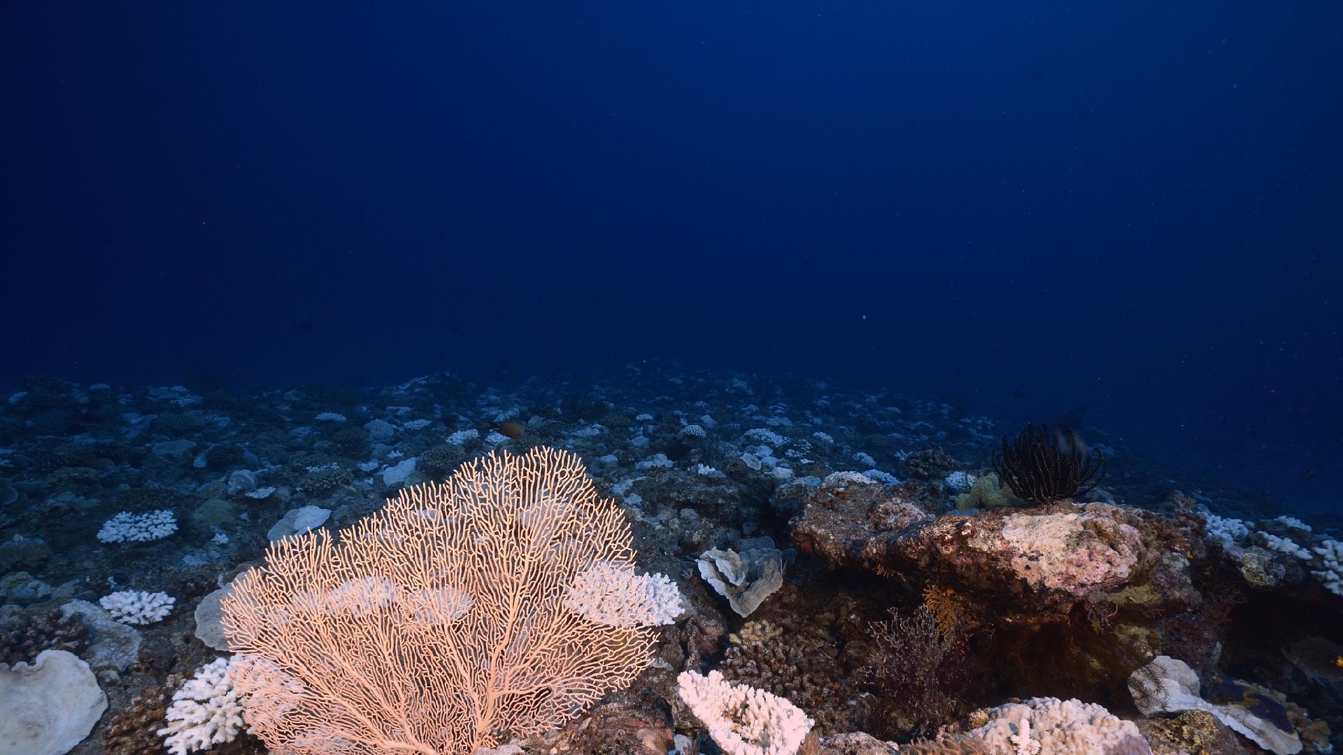 Chinese scientists find pharmaceutical resources deep under the sea - CGTN