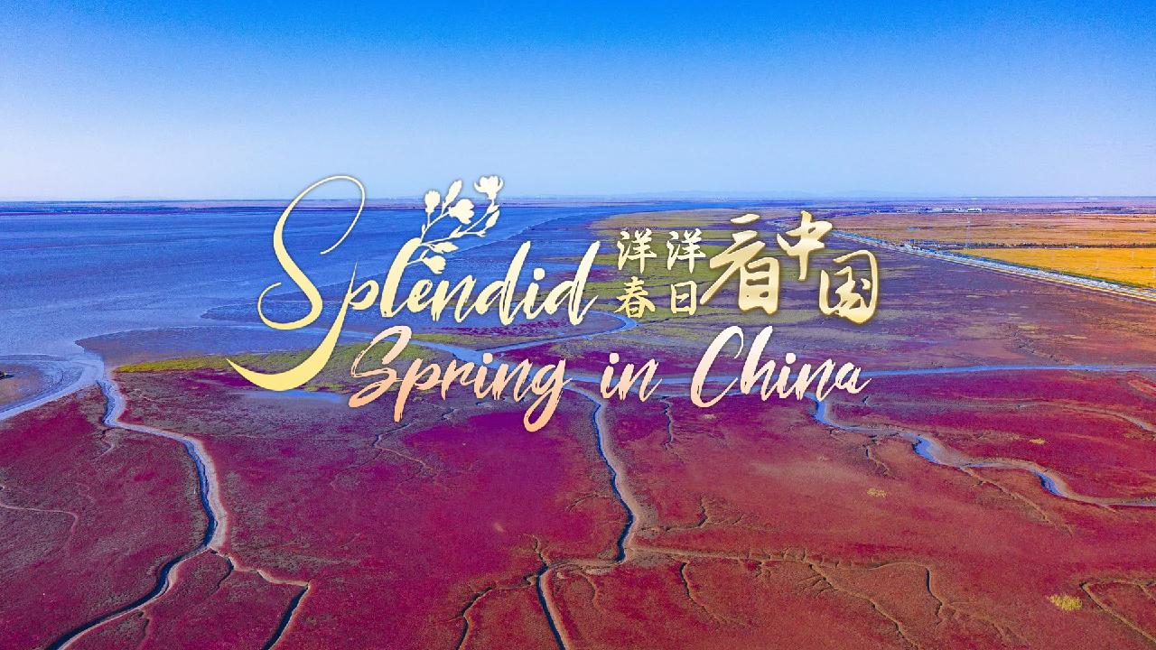 Stunning red beach in northeast China's Liaoning a paradise for birds ...