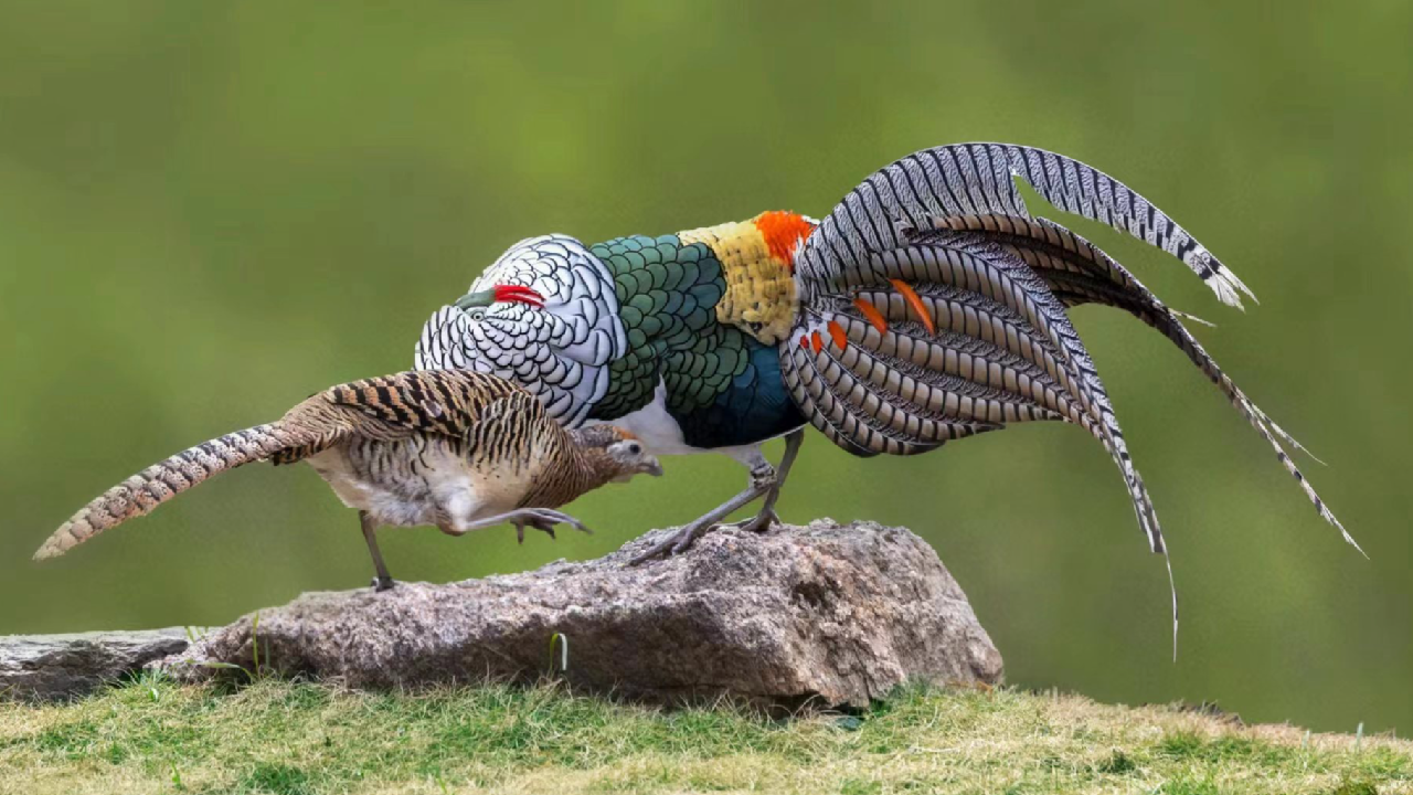 Nature's dance: White eared-pheasant courtship in Sichuan - CGTN