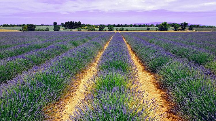 Grasse: The perfume capital of the world - CGTN