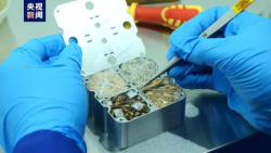 Seeds from China's space station applied in breeding experiments - CGTN