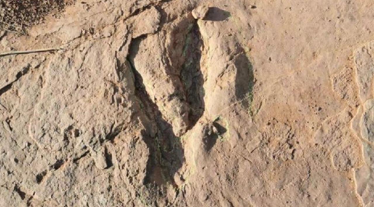 World's largest deinonychosaur tracks discovered in China's Fujian - CGTN