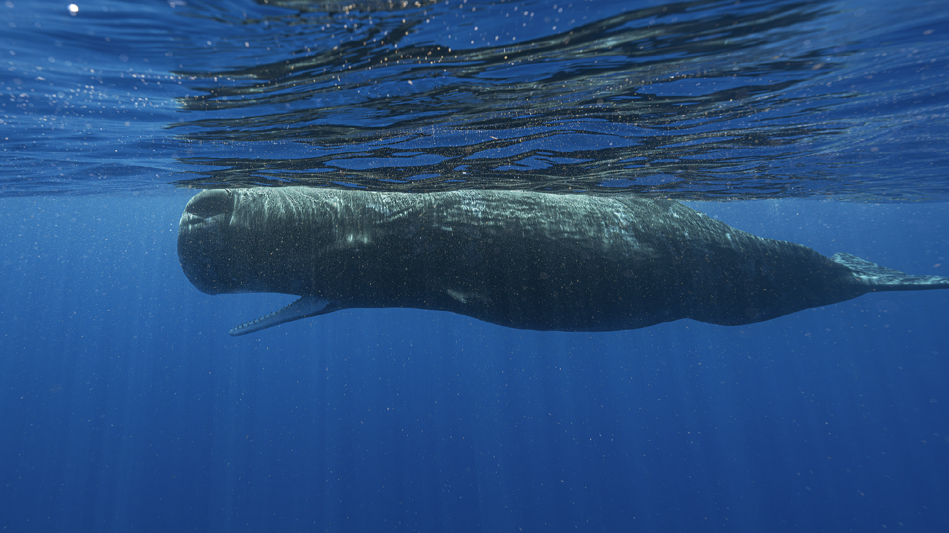 Scientists are learning the basics of sperm whale language - CGTN