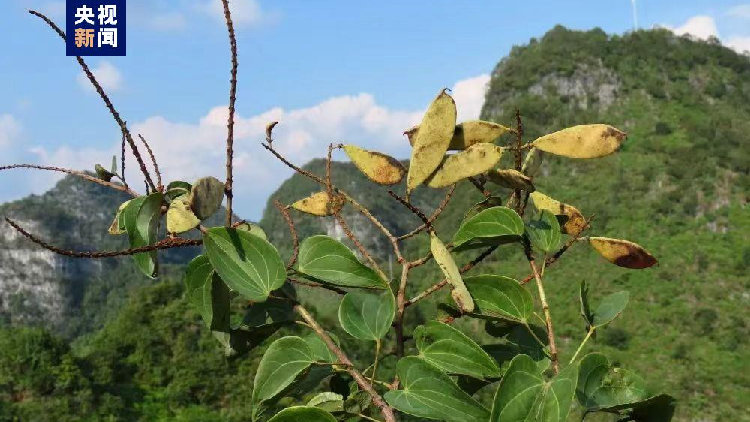 Scientists discover rare plant in SW China - CGTN