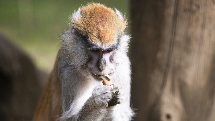 New arrivals from Poland join patas monkey family in Hungary - CGTN