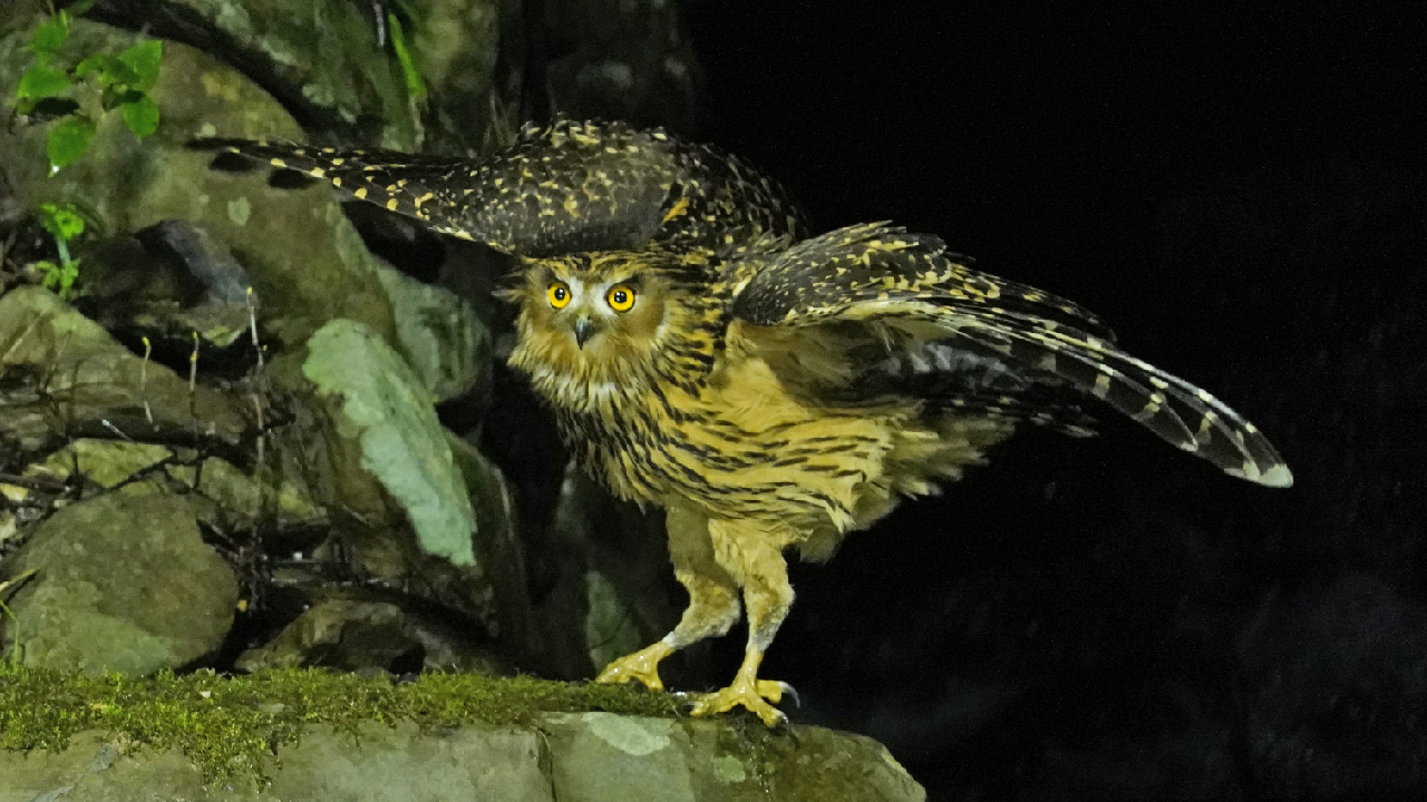 Tawny fish owl's fishing moments captured in Jiangxi - CGTN