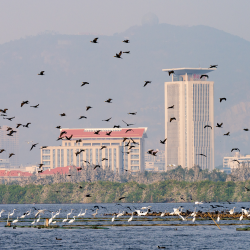 Live: Discovering rich birdlife of Mingxi County - CGTN