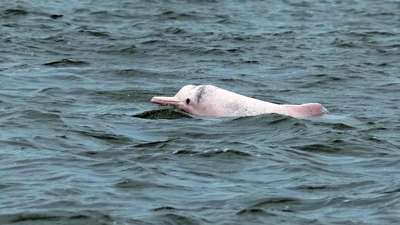 Chinese white dolphins frolic in south China's Leizhou Bay - CGTN