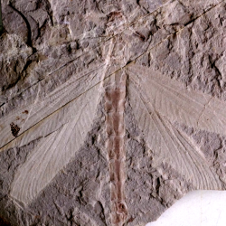 Complete dragonfly fossil dating back 165m years discovered in N China ...