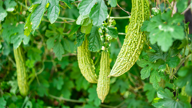 Culinary customs during Xiaoman: Eating bitter vegetables - CGTN
