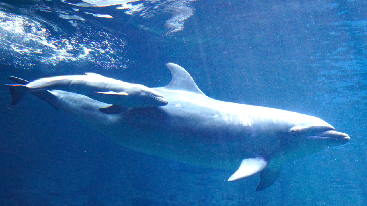 Rare dolphin hybrid born at Zhengzhou Ocean Aquarium - CGTN