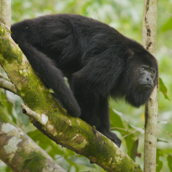 Howler monkeys drop dead during Mexico heat wave - CGTN
