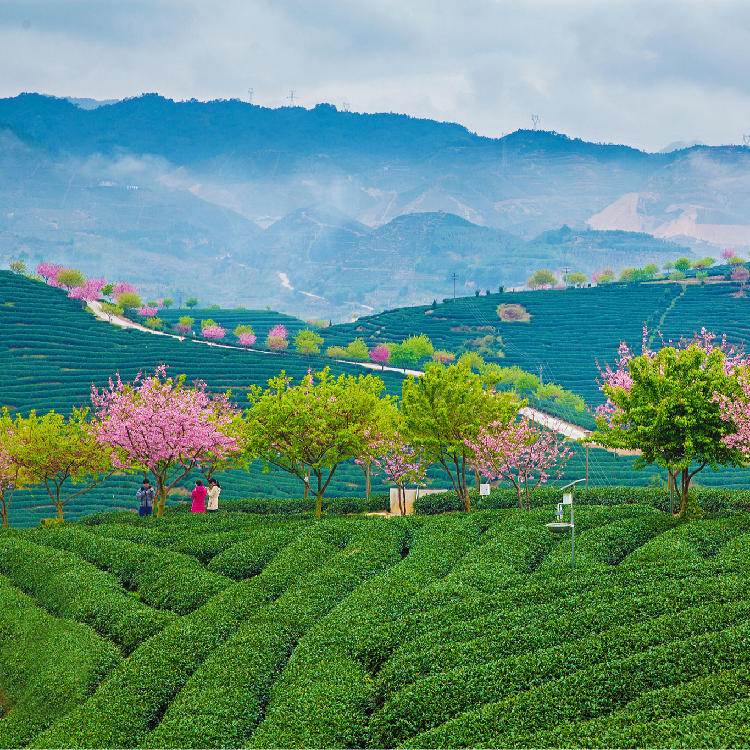 Fujian, a coastal paradise to discover - CGTN