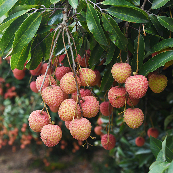 Live: Explore a millennium-old litchi orchard in south China's Maoming ...