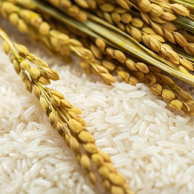 Study reveals 100,000-year evolution from wild to domesticated rice - CGTN
