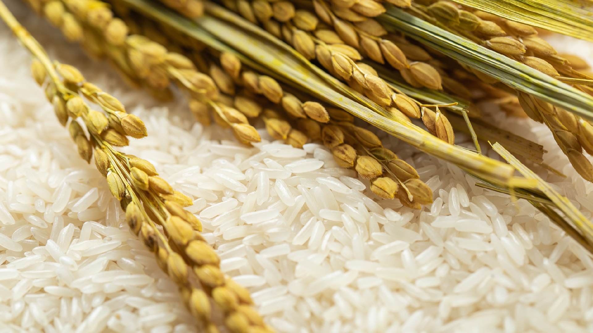 Study reveals 100,000-year evolution from wild to domesticated rice - CGTN