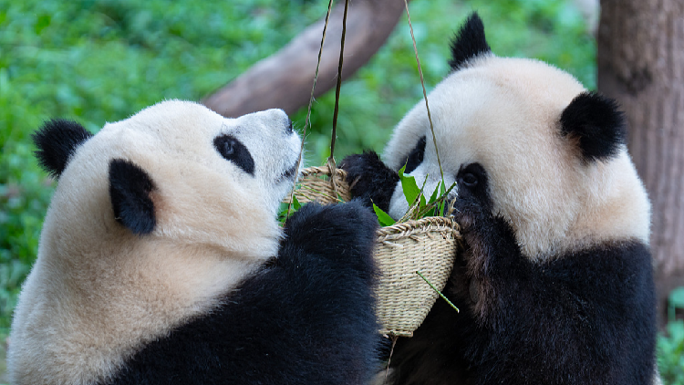 Twin panda cubs thrive at Chongqing Zoo - CGTN