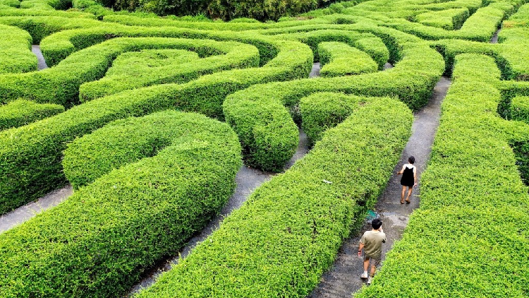 Tea tree maze offers visitors fun time in Guangdong forest - CGTN