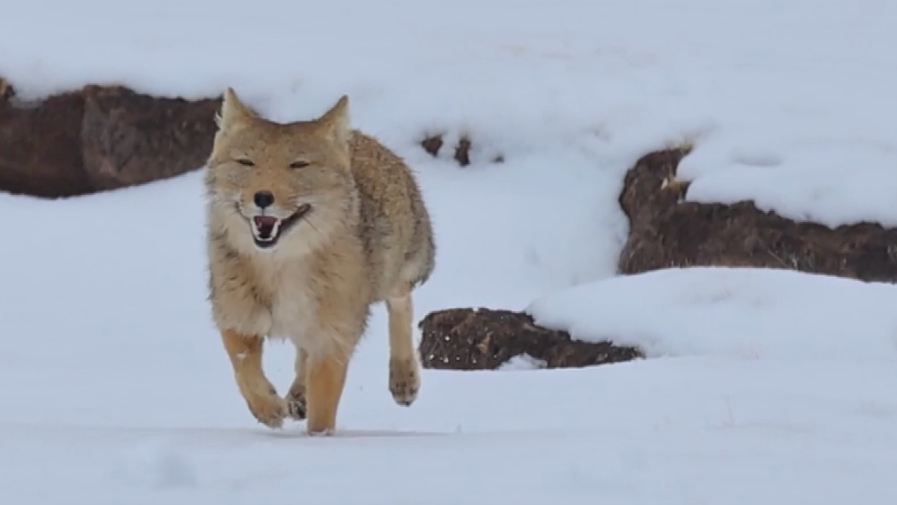 Tibetan fox seen frolicking in snow with a 'smile' in Qinghai - CGTN