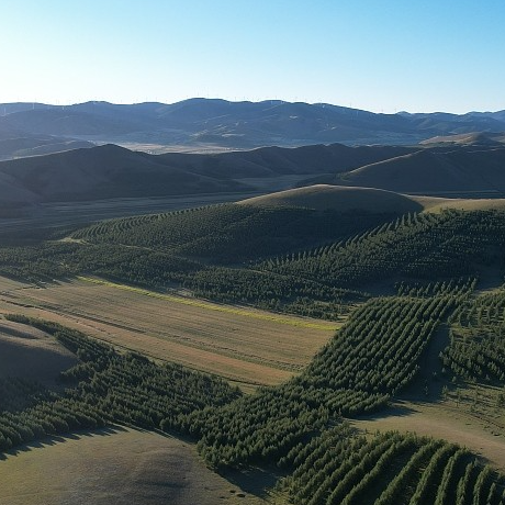 Live: China's northern border forest project builds ecological base - CGTN