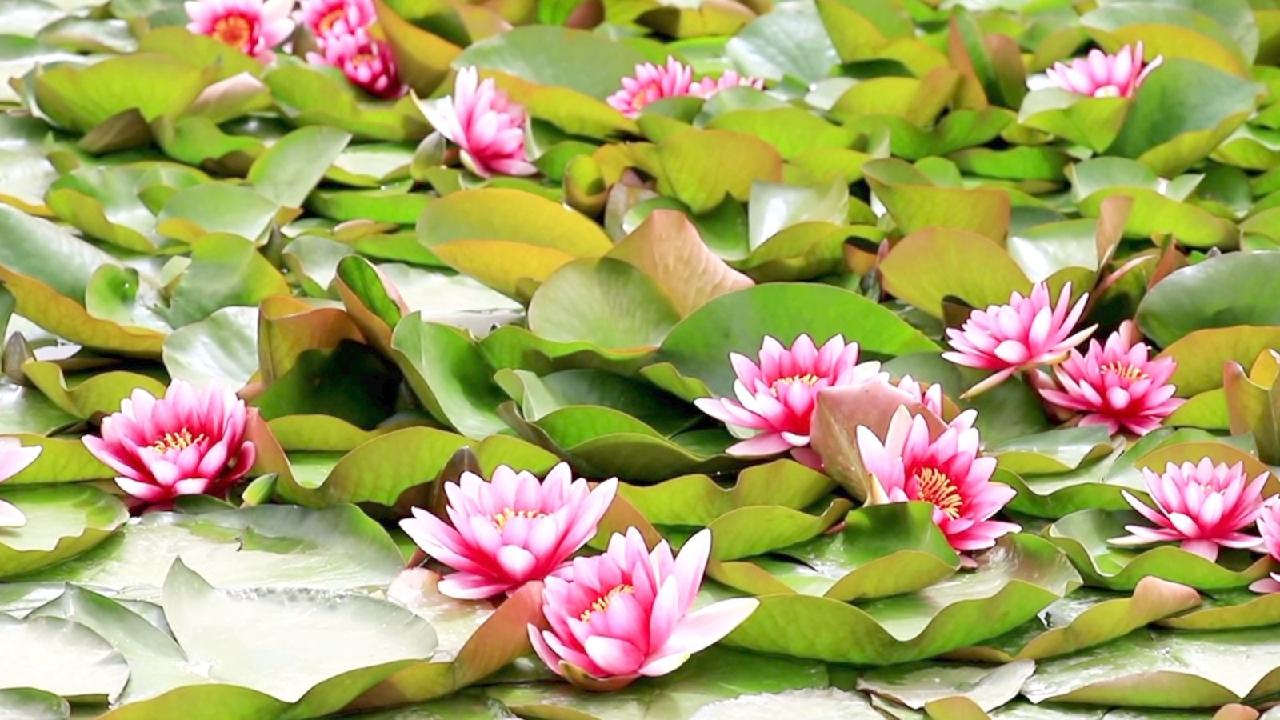 Wild water lilies in full bloom in NW China's Xinjiang - CGTN