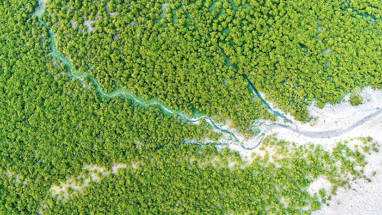 World Environment Day: China's efforts to restore and improve its land ...