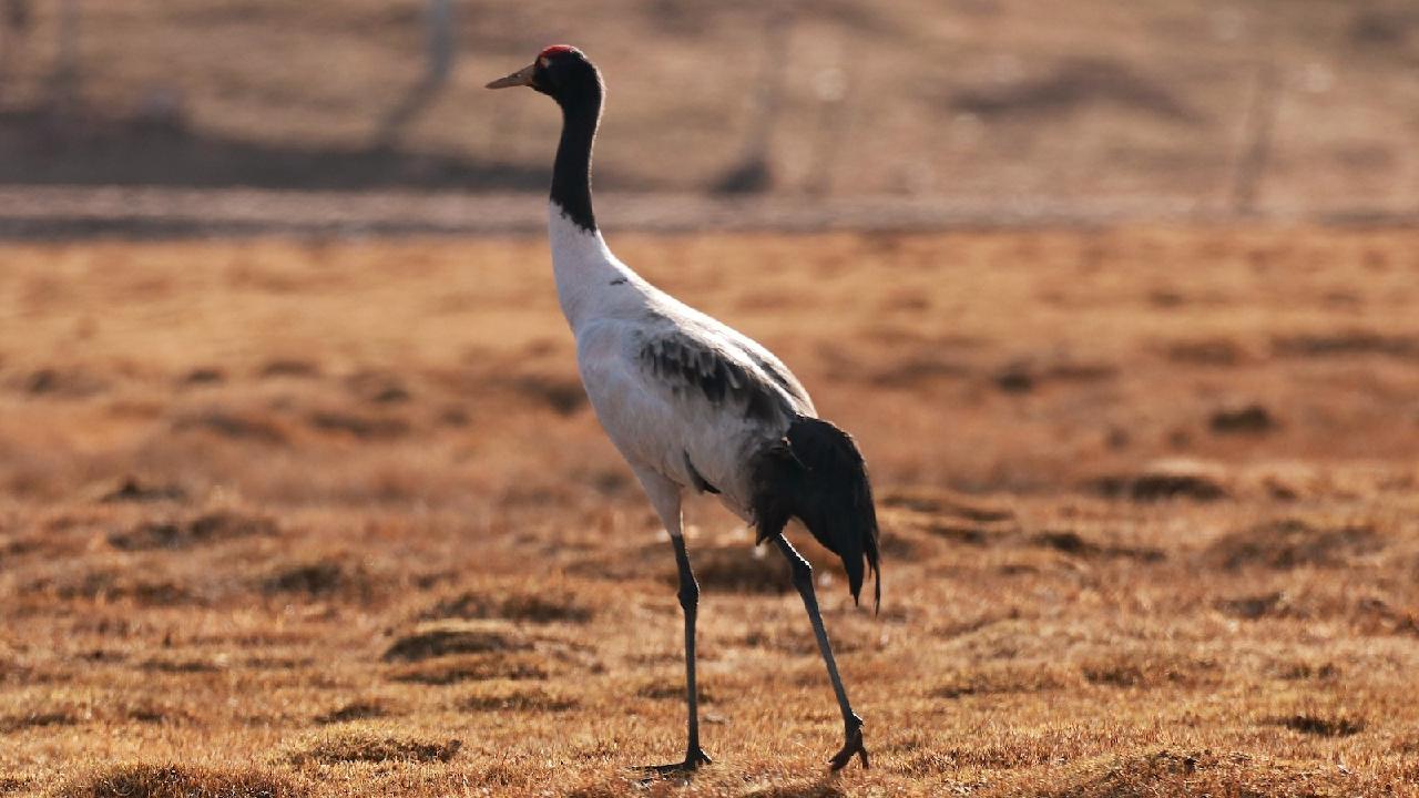 Precious wild animals roam NW China's Qinghai - CGTN