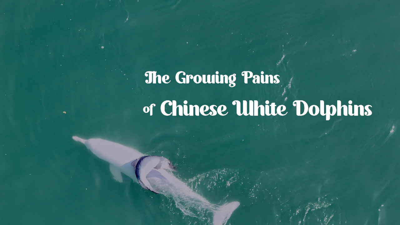The growing pains of Chinese white dolphins - CGTN
