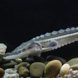 China releases over 800,000 endangered sturgeons into Yangtze River - CGTN