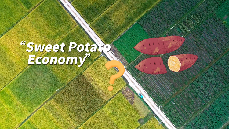 Quzhou port fuels growth of 'sweet potato economy' in Zhejiang - CGTN