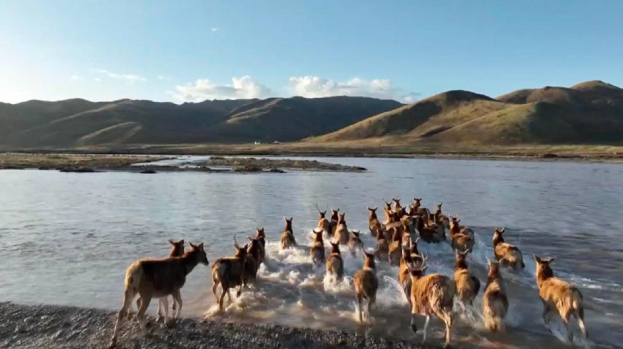 Watch rare white-lipped deer cross the Yellow River - CGTN