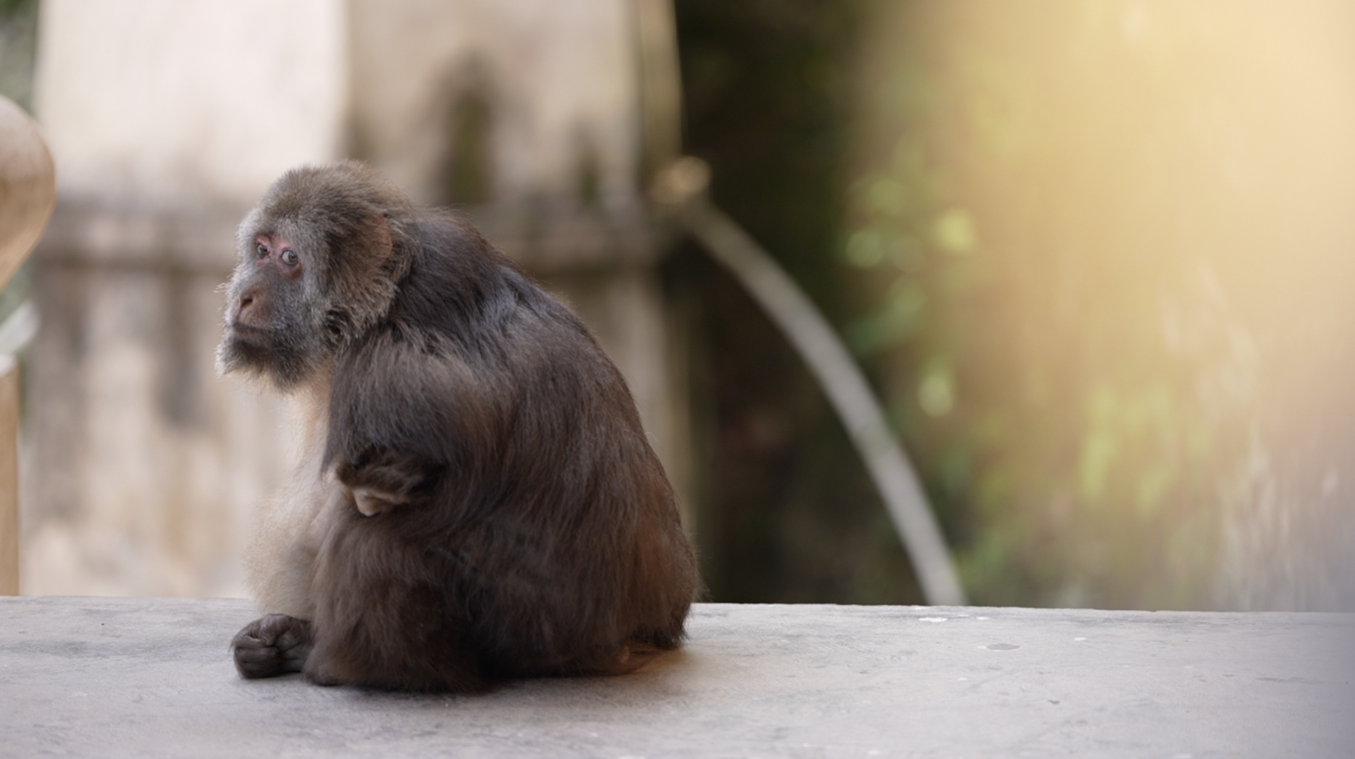 Bonds beyond species: A nun, a monk and a monkey share a temple - CGTN