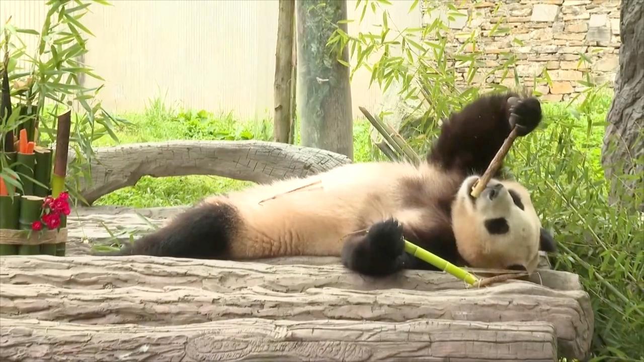 Giant panda Fu Bao makes debut in SW China - CGTN