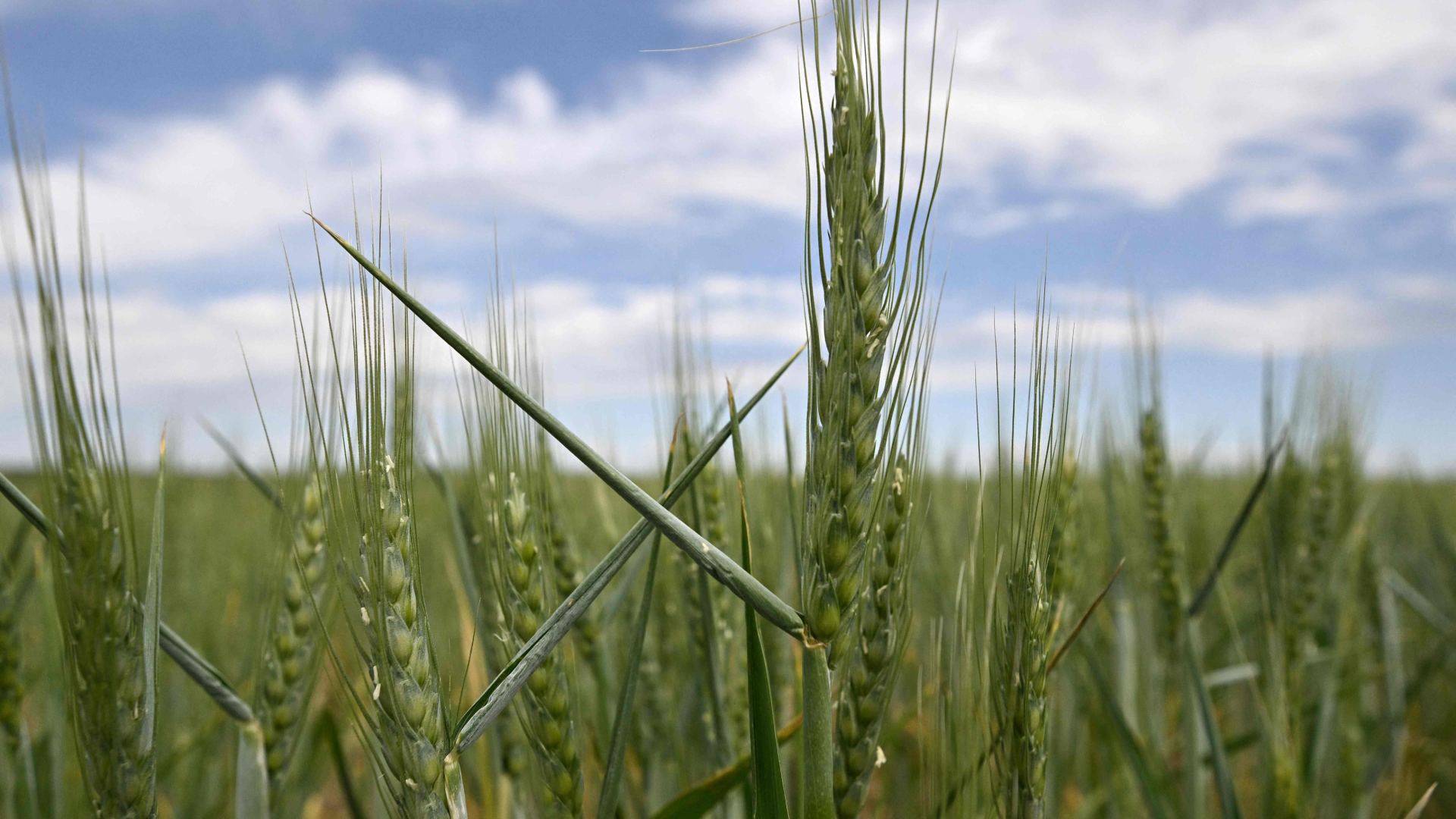Chinese researchers use gene editing to combat wheat 'cancer' - CGTN