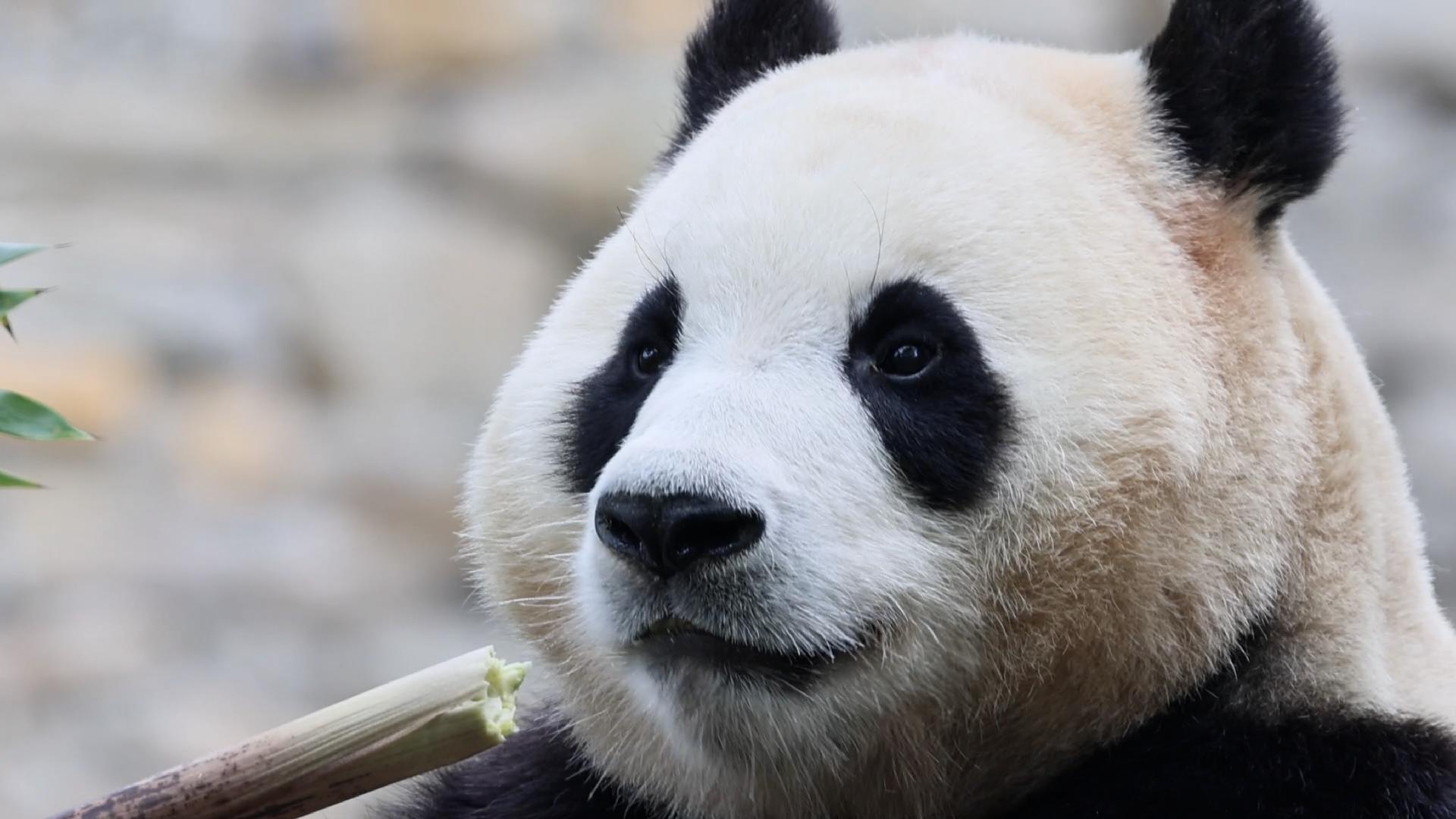 Sichuan residents excited about panda superstar Fu Bao - CGTN