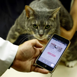 How AI apps help Japanese pet owners monitor their cats' health - CGTN