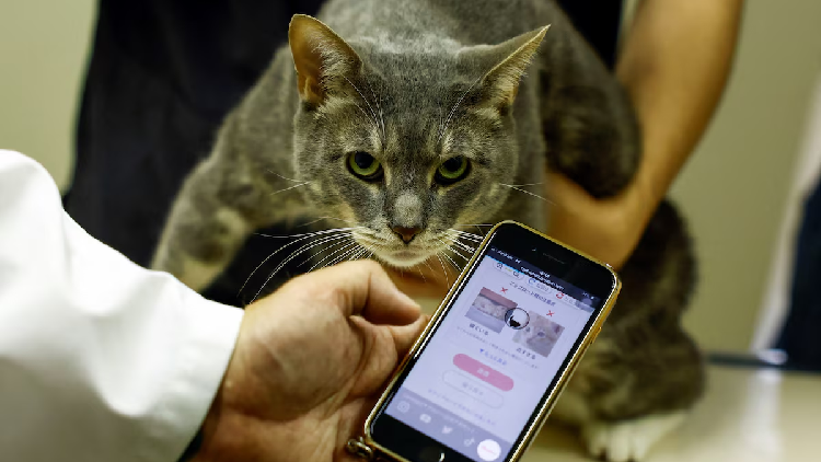 How AI apps help Japanese pet owners monitor their cats' health - CGTN